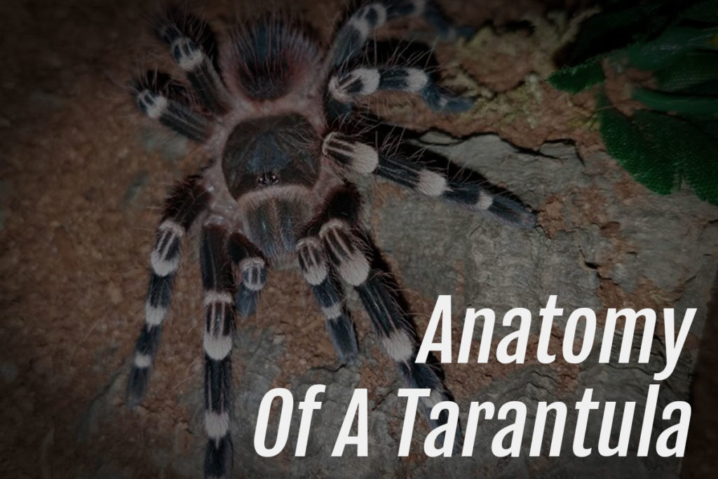 Anatomy Of A Tarantula - Arachnifiles