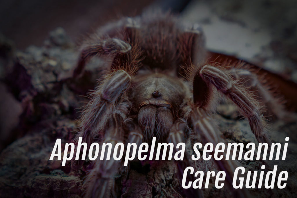 Aphonopelma seemanni - Arachnifiles