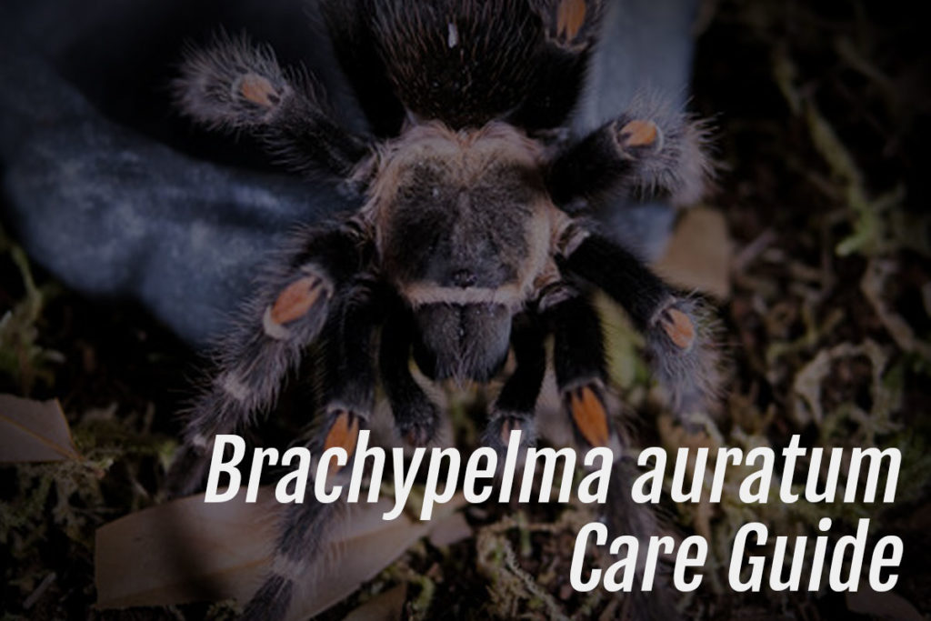 Brachypelma auratum - Arachnifiles