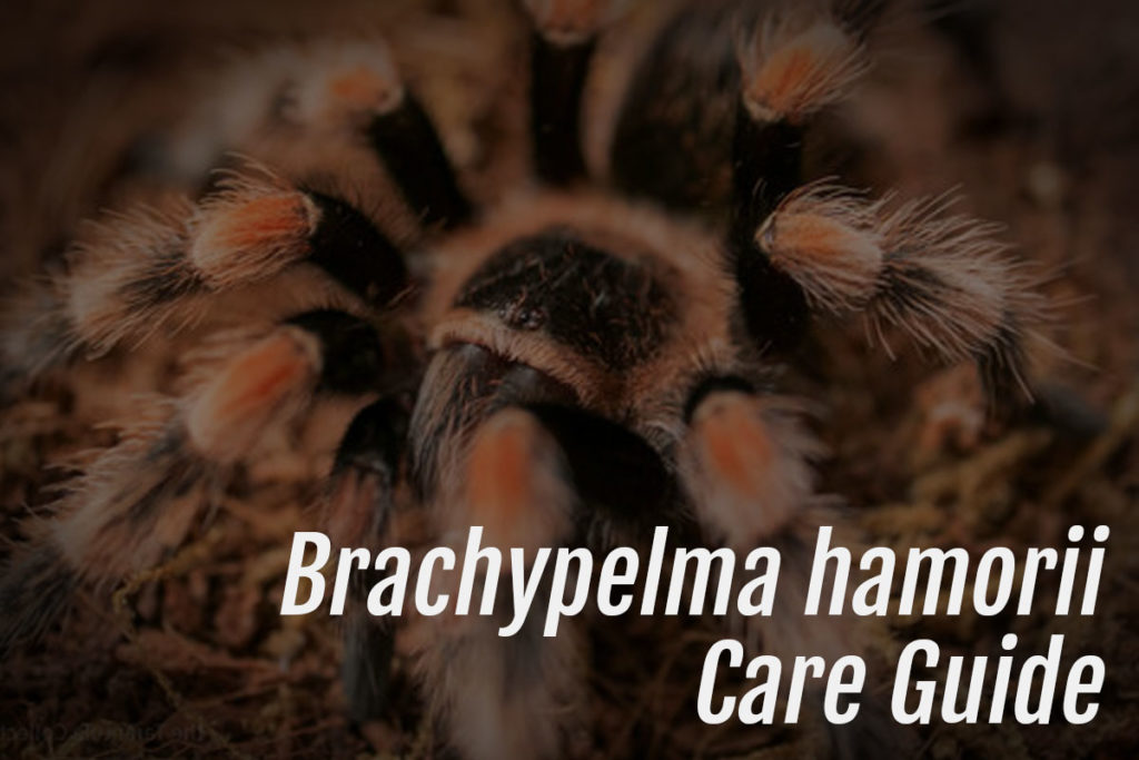 Brachypelma auratum - Arachnifiles