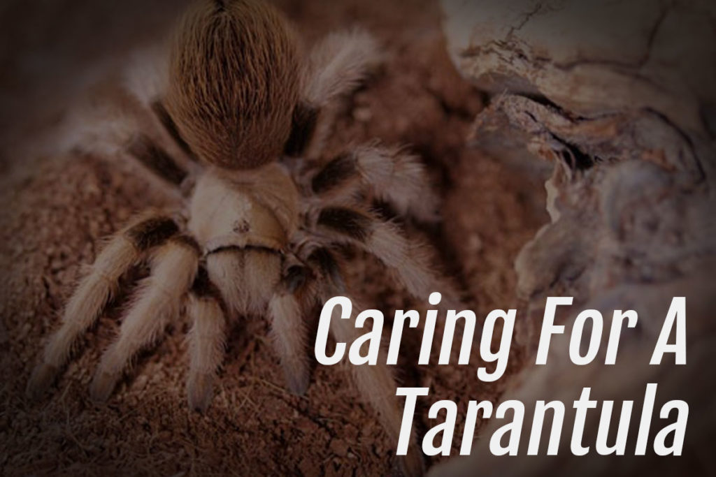Caring For A Tarantula - Arachnifiles