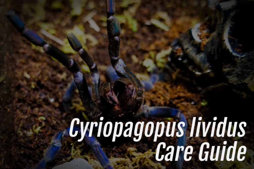 Cyriopagopus lividus - Arachnifiles