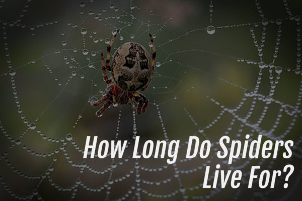 How Long Does Spiders Live For - Arachnifiles