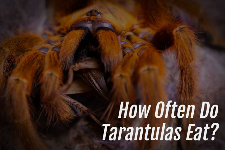 Differences between spiders and tarantulas - Arachnifiles