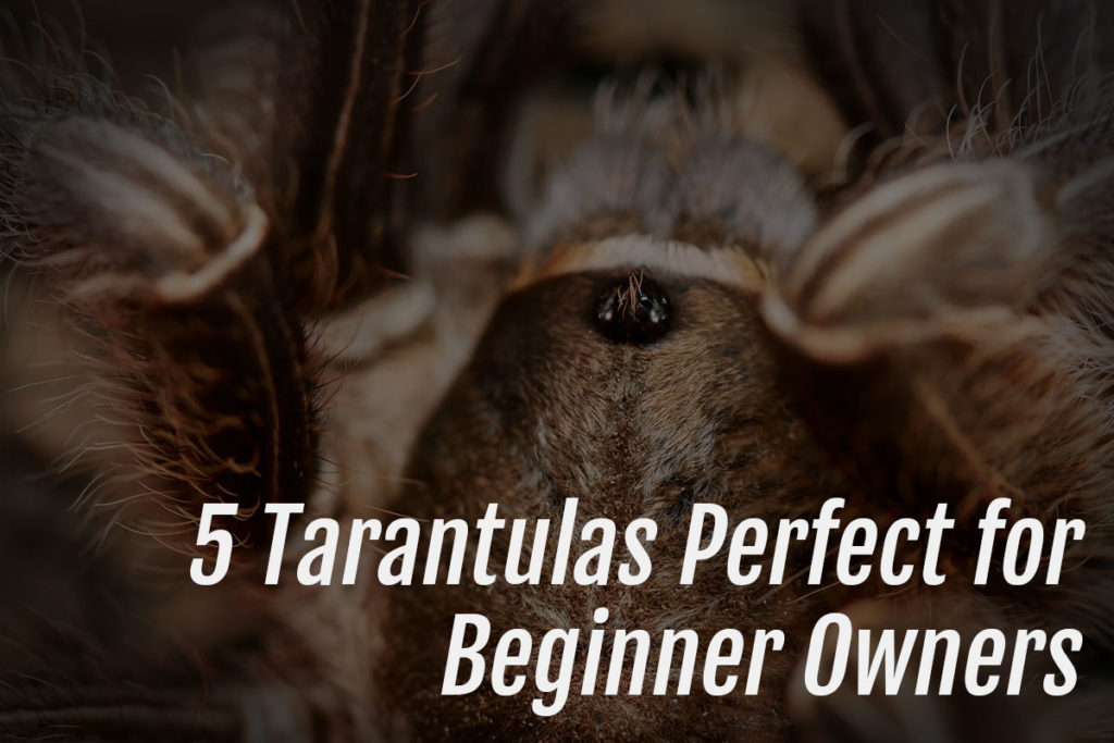 Differences between spiders and tarantulas - Arachnifiles