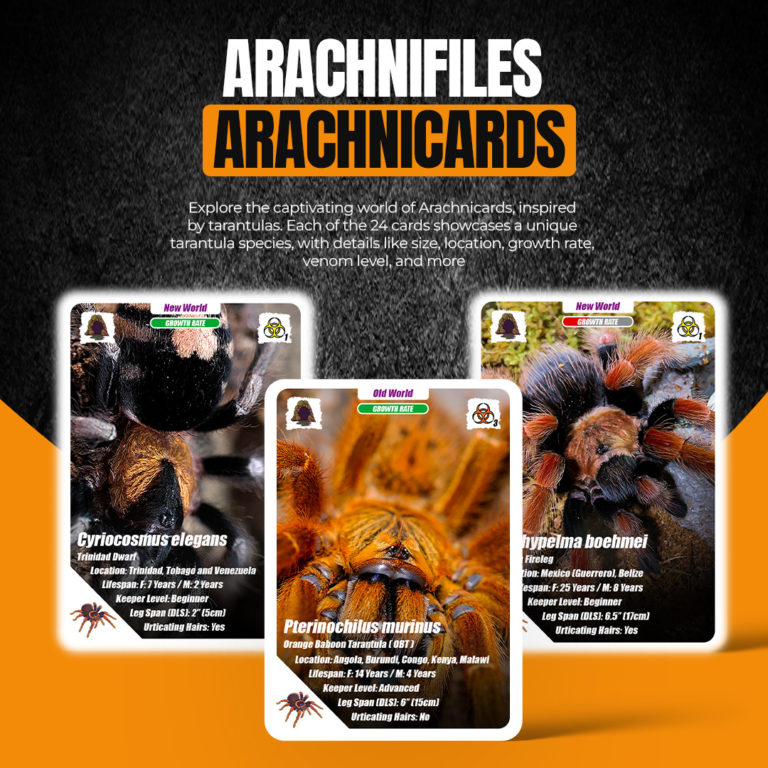 Most Common Tarantula Behavior - Arachnifiles