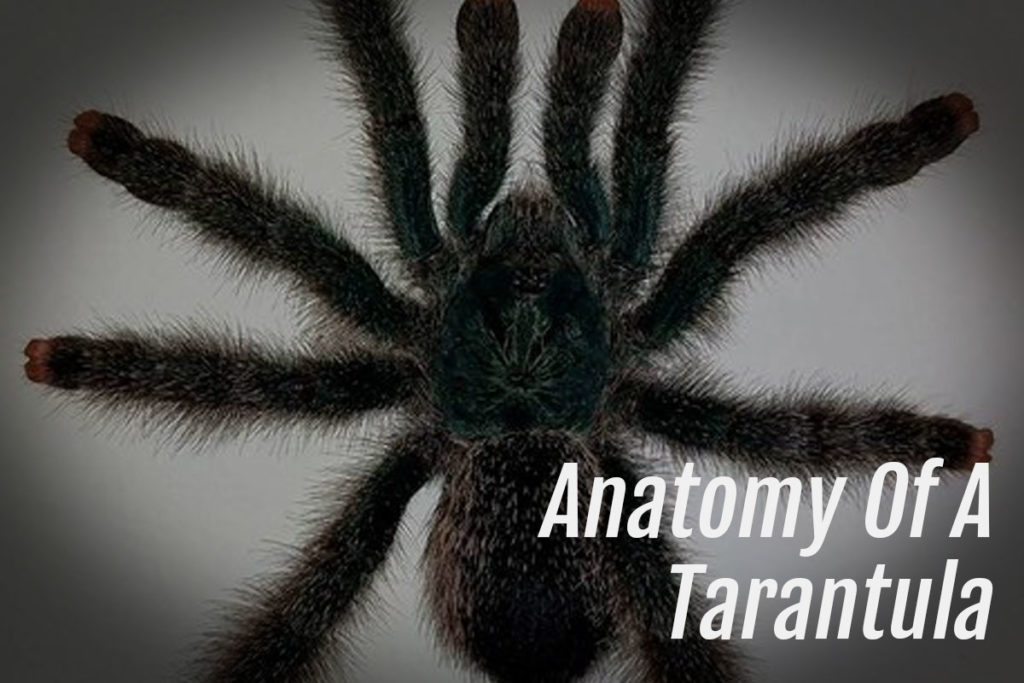 Most Common Tarantula Behavior - Arachnifiles