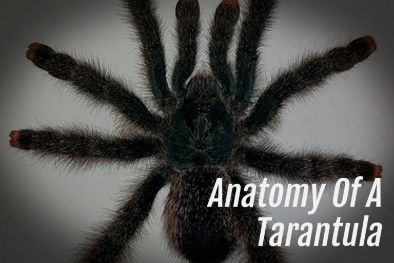 Differences between spiders and tarantulas - Arachnifiles