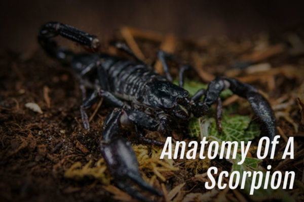 The Anatomy Of A Scorpion - Arachnifiles
