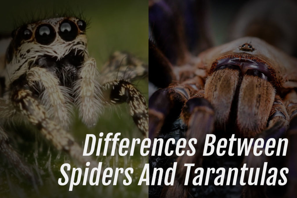 Differences between spiders and tarantulas - Arachnifiles