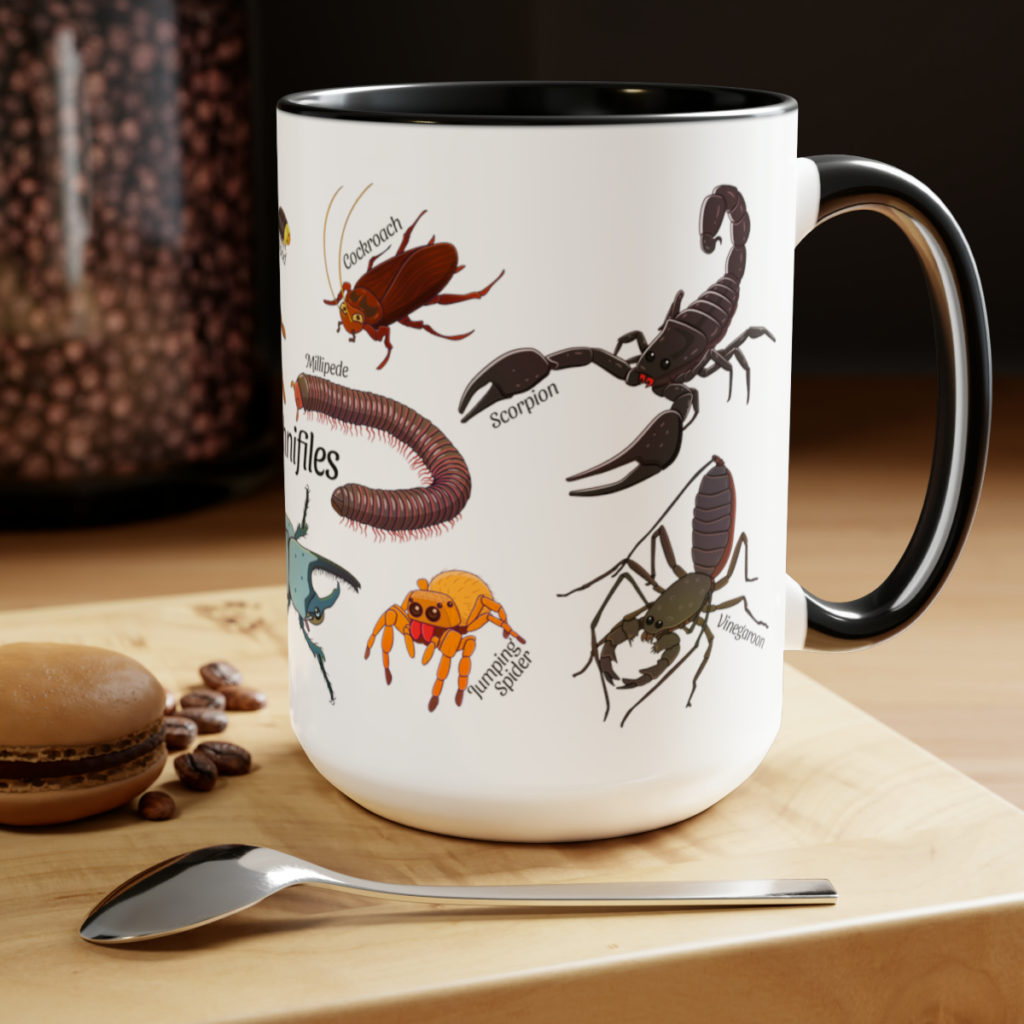 Anatomy Of A Tarantula - Arachnifiles