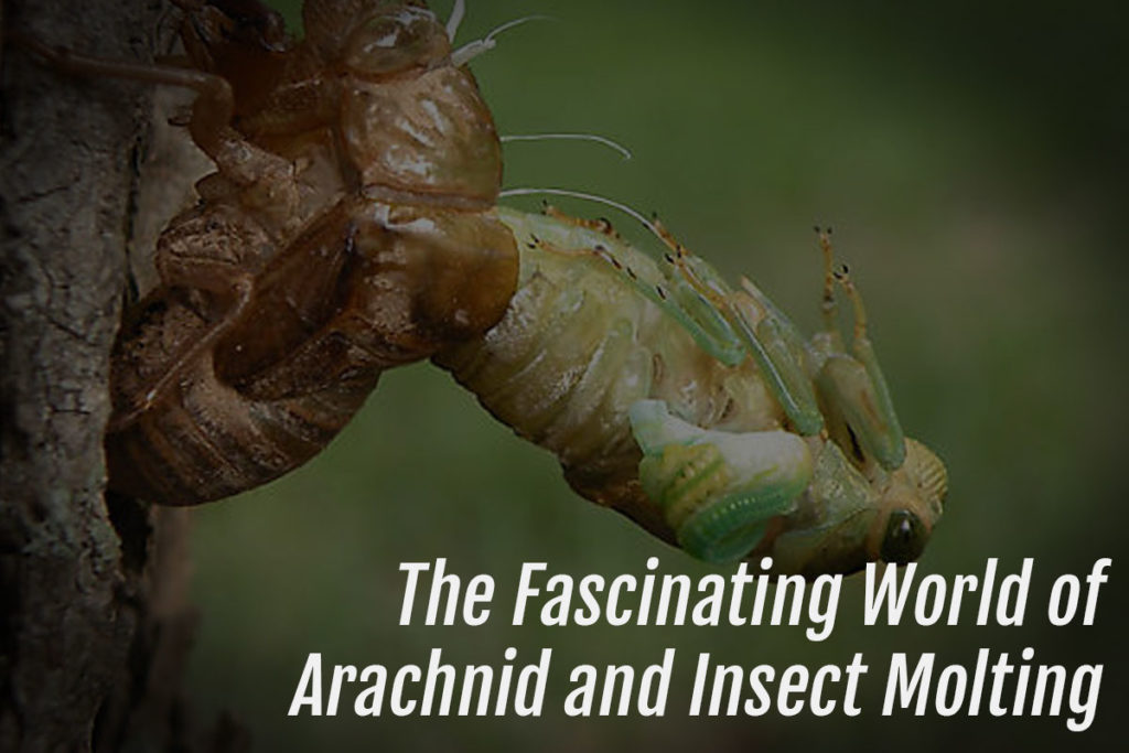 Arachnid and Insect Molting - Arachnifiles