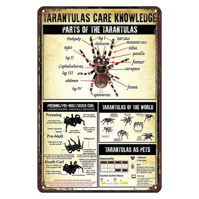 Metal Tarantula Information Sign - Arachnifiles